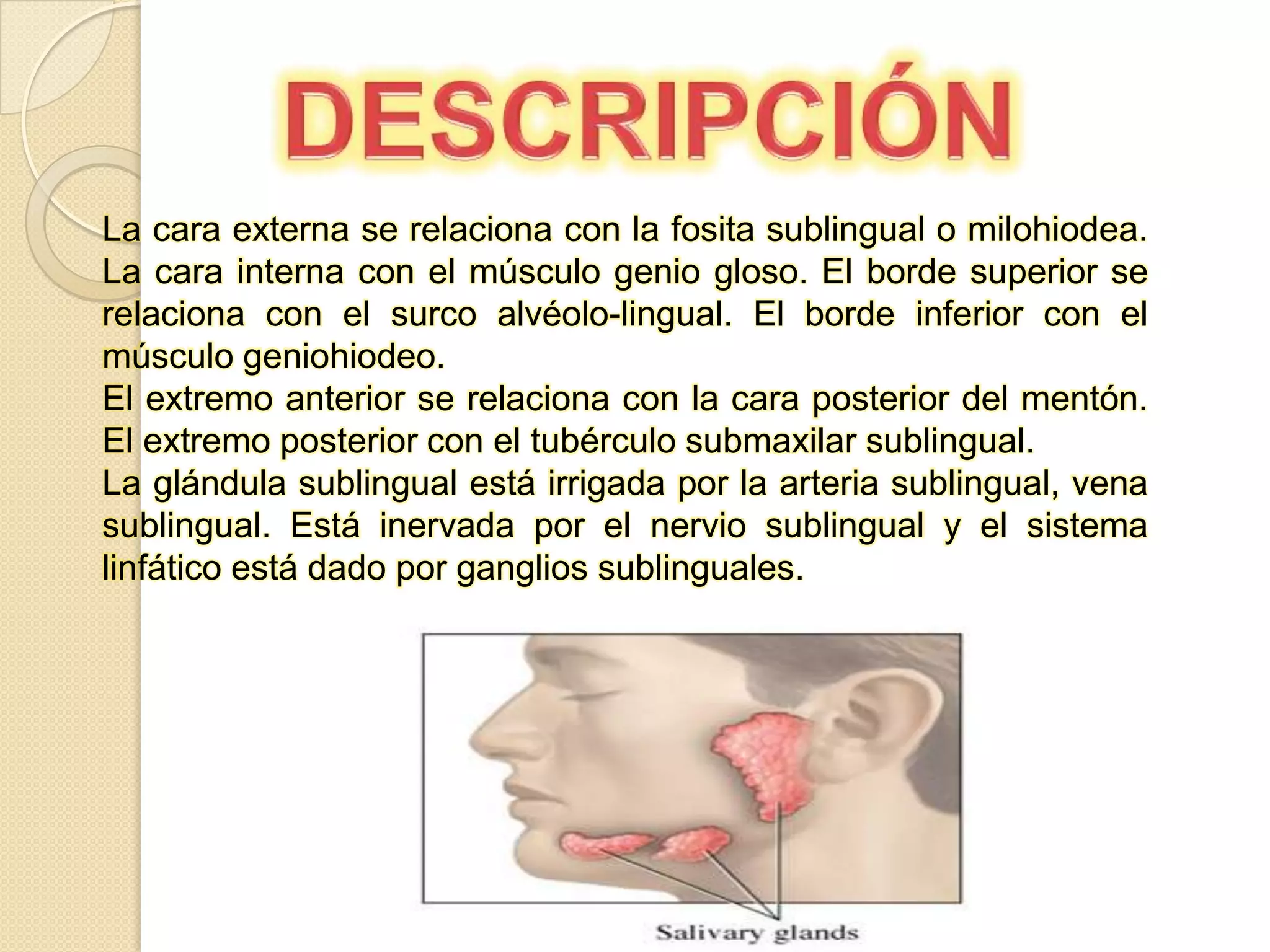 Glandula sublingual enoc | PPTX