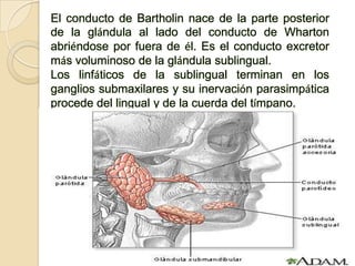 Glandula sublingual enoc | PPTX