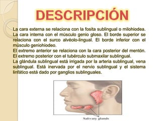 Glandula sublingual enoc | PPTX