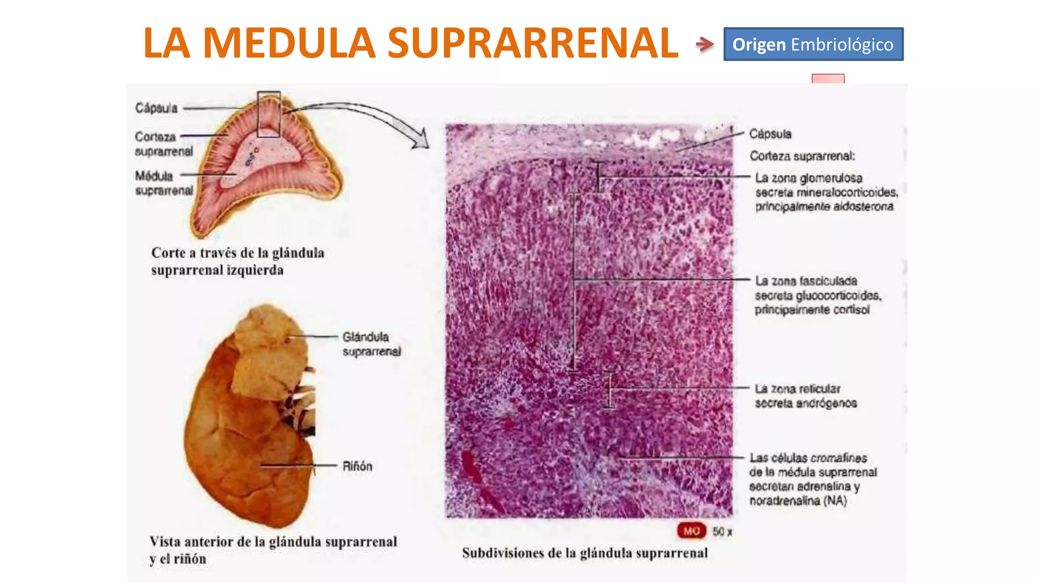 Glandula Suprarrenal Histologia Pptx Endocrine And Metabolic