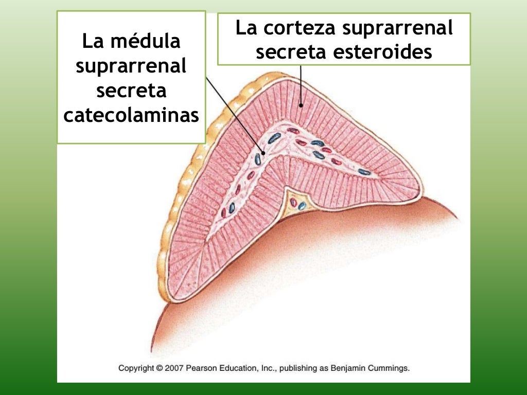Glandula suprarrenal y cortisol
