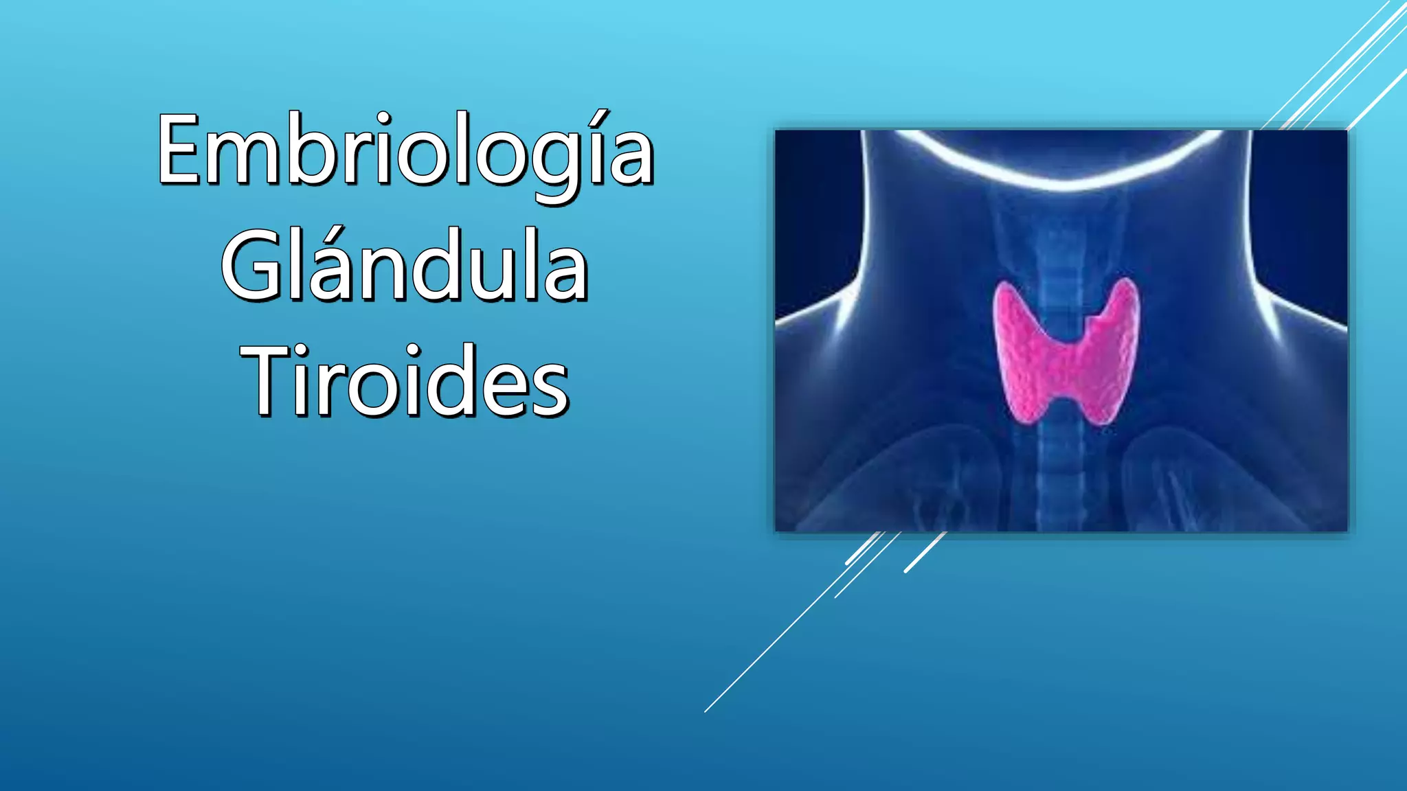 embrilogia Glandula tiroides | PPTX | Thyroid Disorders | Endocrine and ...