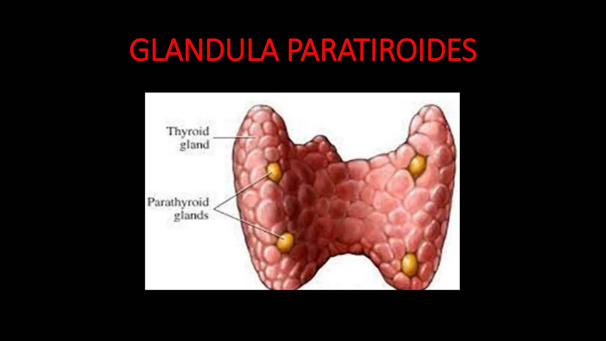 GLANDULA TIROIDES - FISOLOGIA Y ANATOMIA | PPT