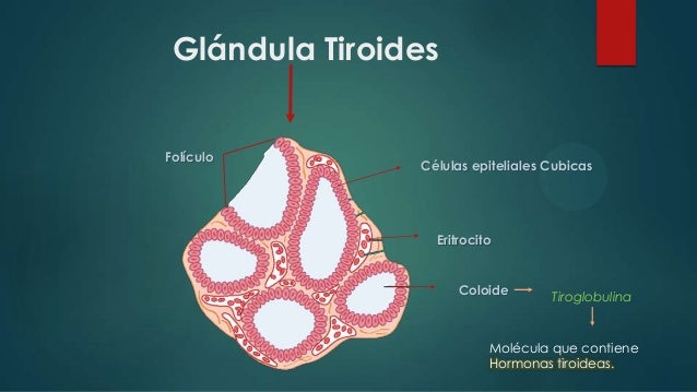 Glandula tiroides 29 01-14