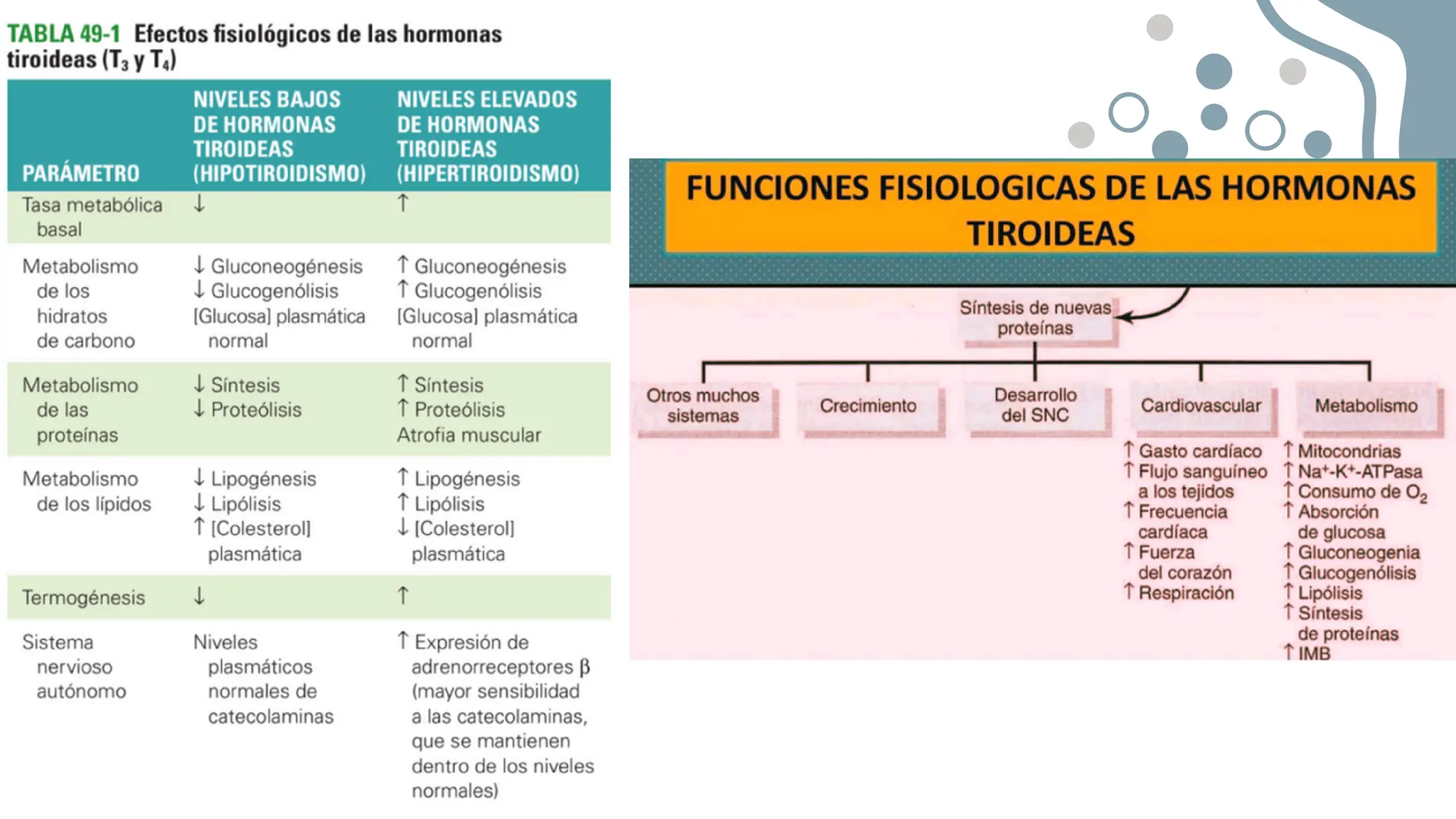 Fisiologia de las hormonas tiroideas y su mecanismo de acción | PDF