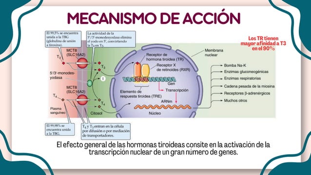 Fisiologia de las hormonas tiroideas y su mecanismo de acción | PPT