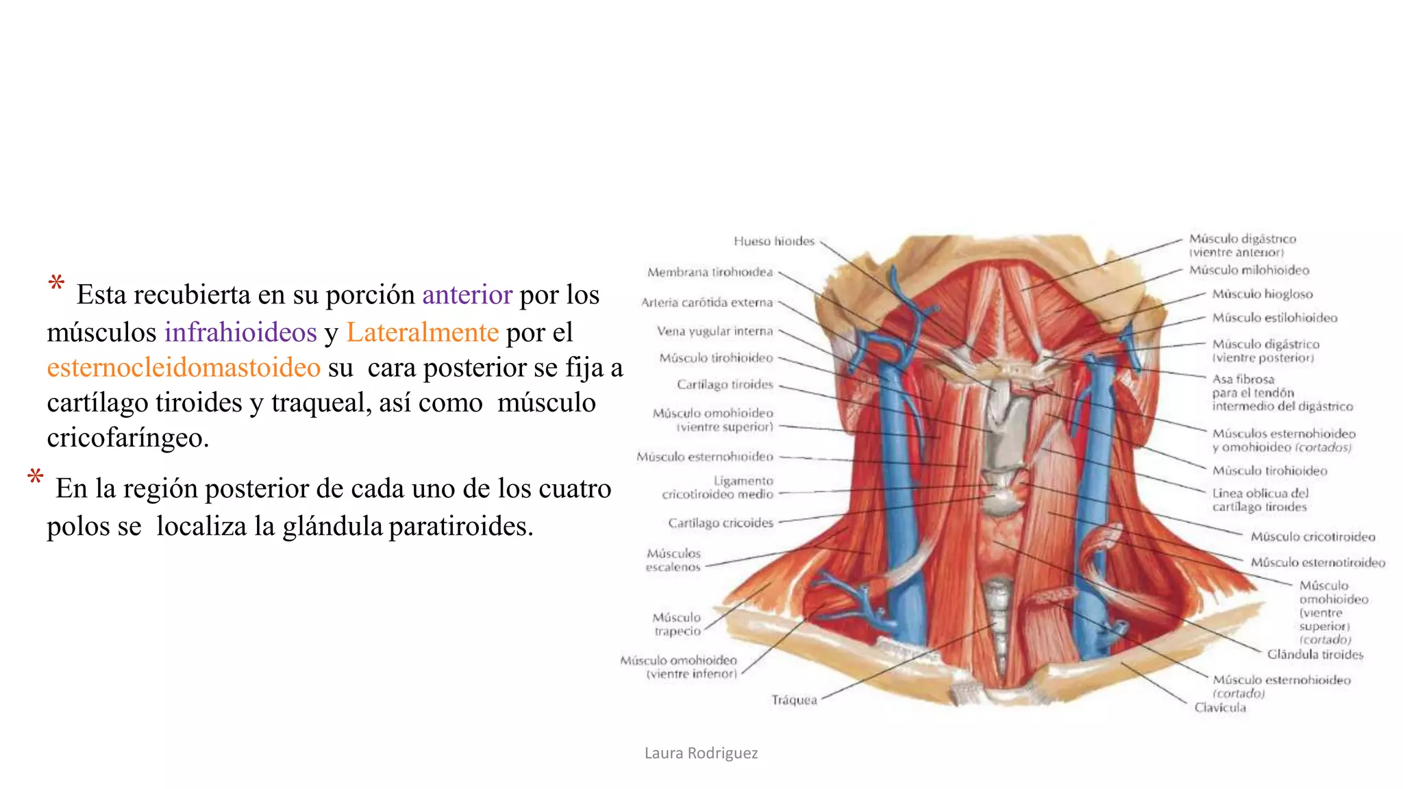 Glandula tiroides completo | PPT