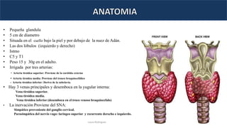 Glandula tiroides completo | PPTX