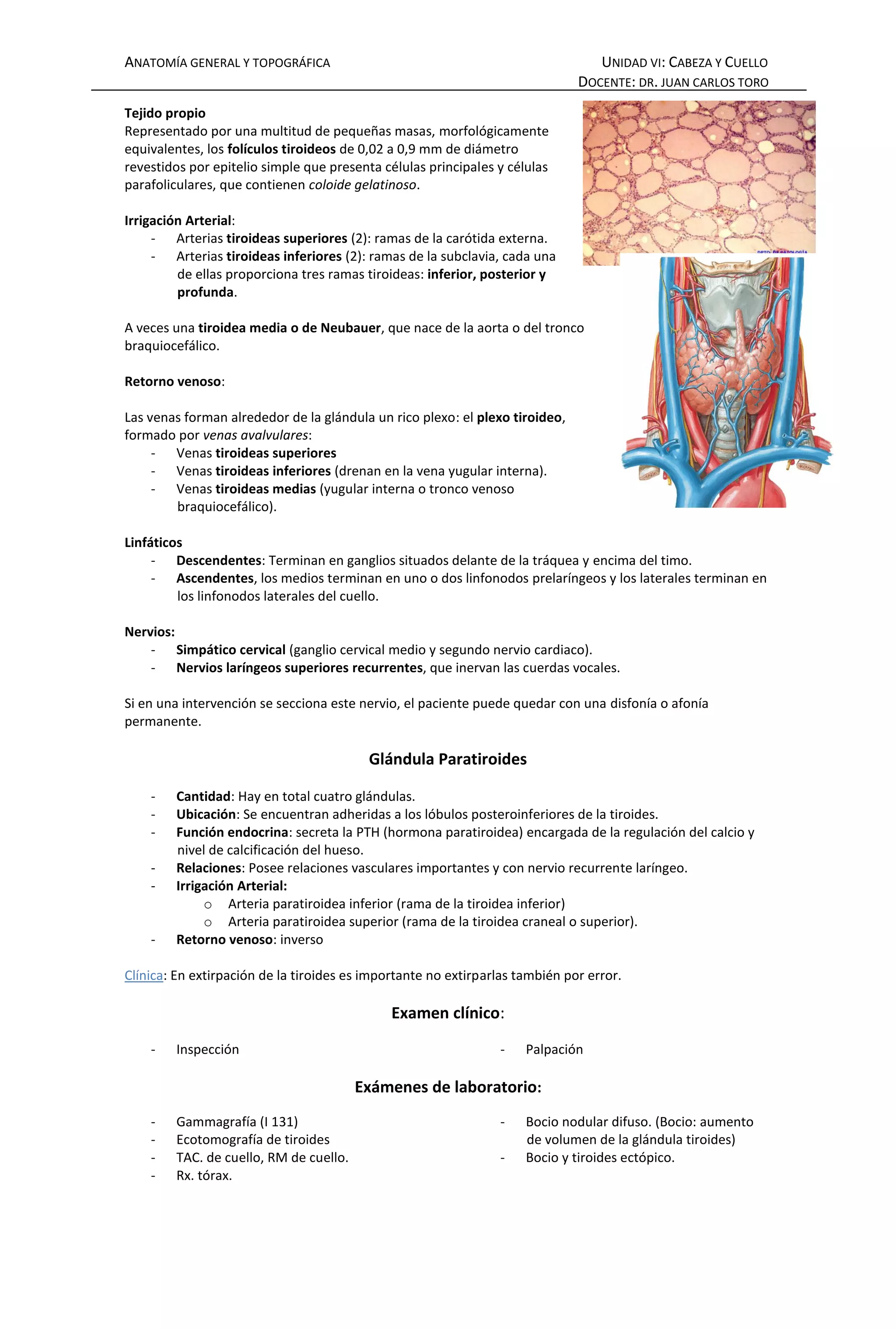 Glandula tiroides y paratiroides | PDF