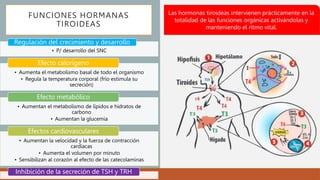 GLANDULA TIROIDES Y PARATIROIDES.pptx