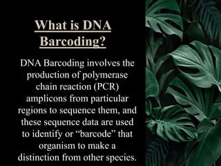 Glanvilles DNA Barcoding (final).pptx