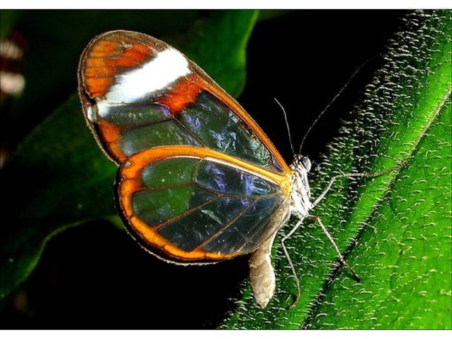 Glass Winged Butterfly | PPT