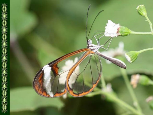 Glasswing Butterfly | PPSX