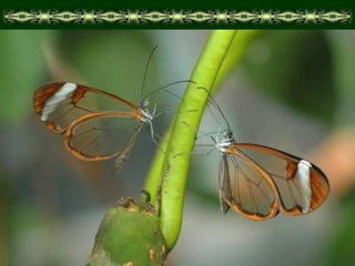 Glasswing Butterfly | PPSX
