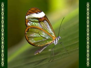 Glasswing Butterfly | PPSX