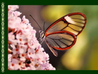 Glasswing Butterfly | PPSX