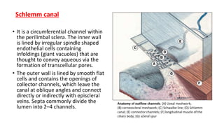 GLAUCOMA. Introduction to basis of glaucoma | PPT