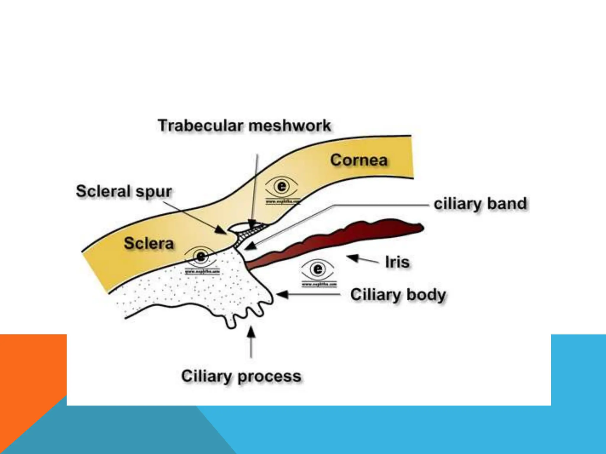 Glaucoma ophthalmology diagnosis ,signs,ttt | PPT