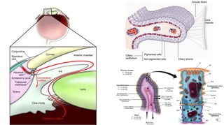 Glaucoma Copy Pdf