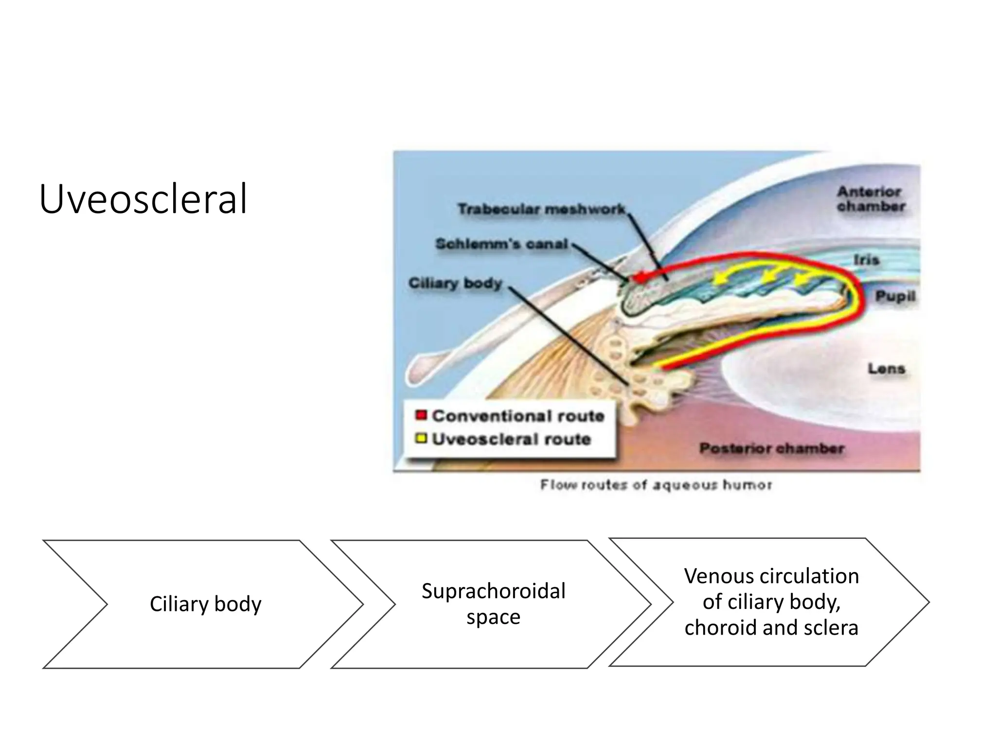 Glaucoma-Presentation new.pptx