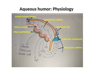Pharmacotherapy of Primary open angle glaucoma. | PPTX