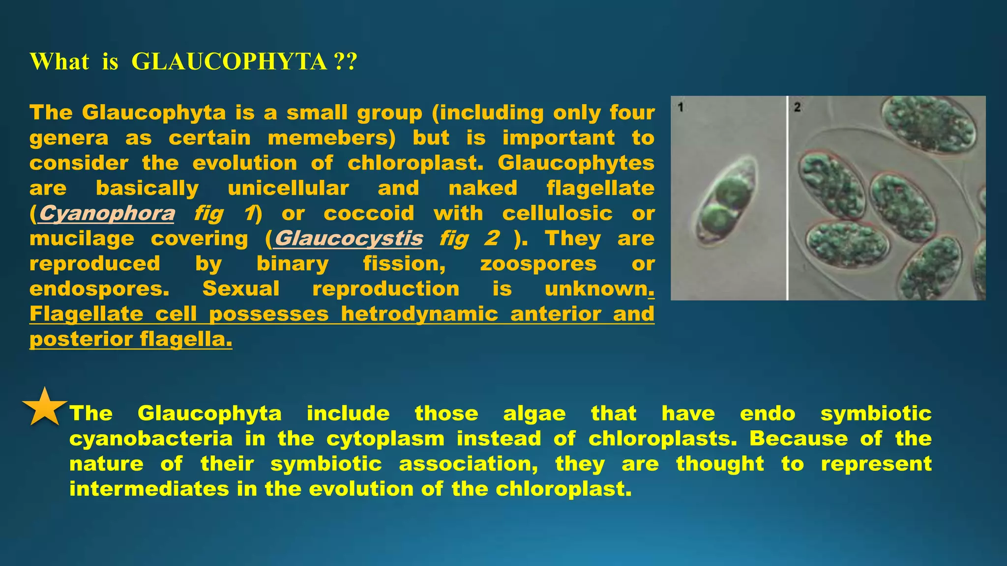 Glaucophyta a brief overview, Phycology, Principle characteristics ,primitive features | PPT