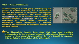 Glaucophyta a brief overview, Phycology, Principle characteristics ...