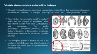Glaucophyta a brief overview, Phycology, Principle characteristics ...