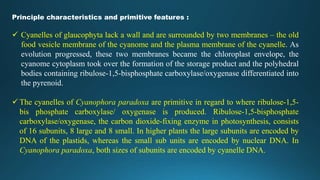 Glaucophyta a brief overview, Phycology, Principle characteristics ...
