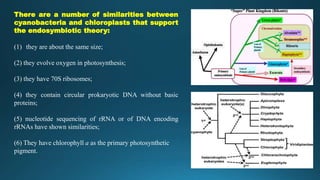 Glaucophyta a brief overview, Phycology, Principle characteristics ...