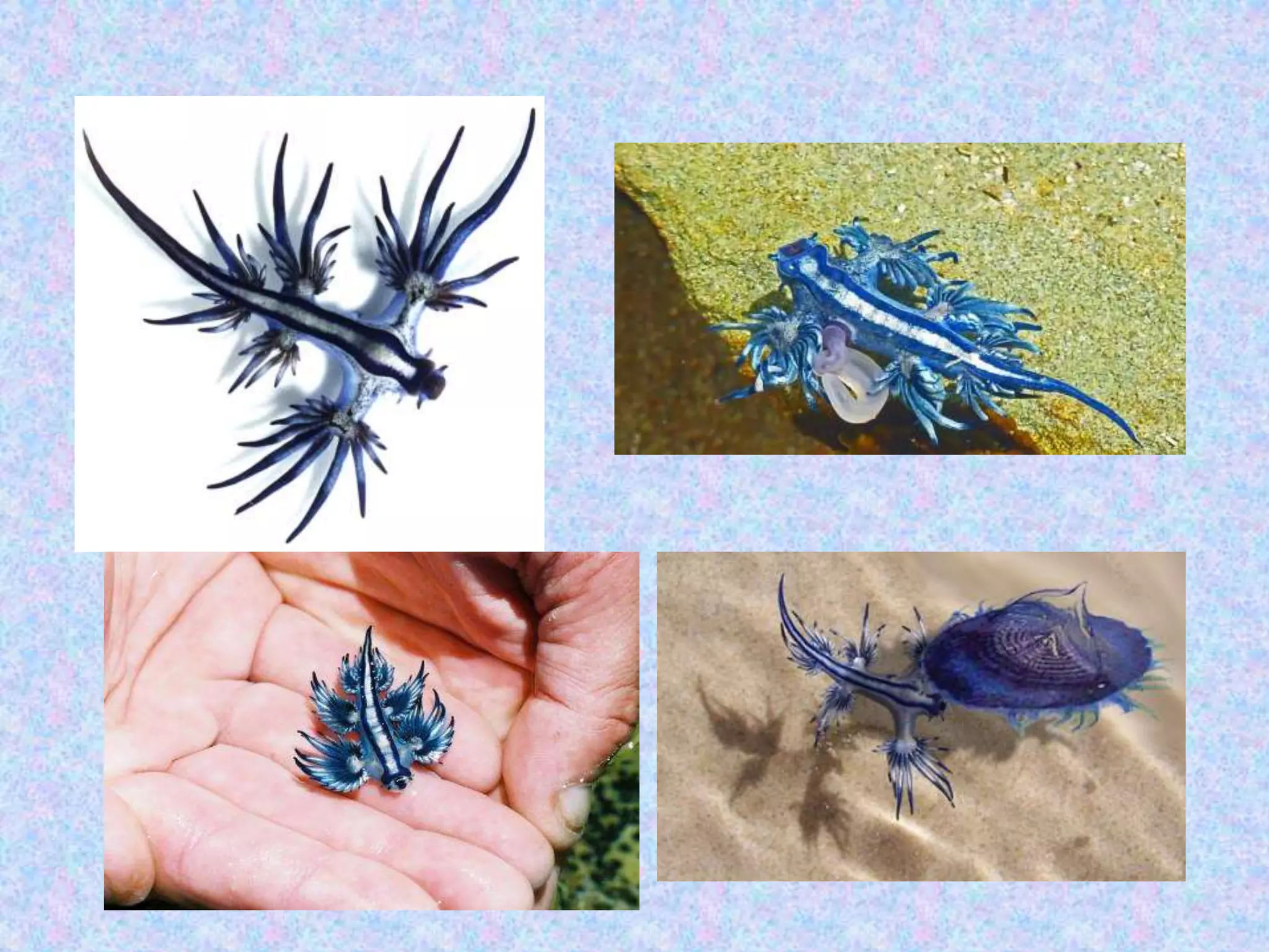 Glaucus atlanticus | PPTX