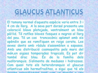 Glaucus atlanticus | PPTX