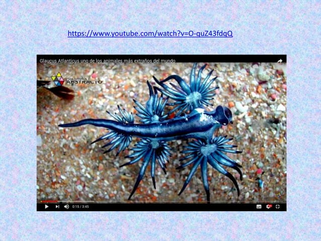 Glaucus atlanticus | PPTX