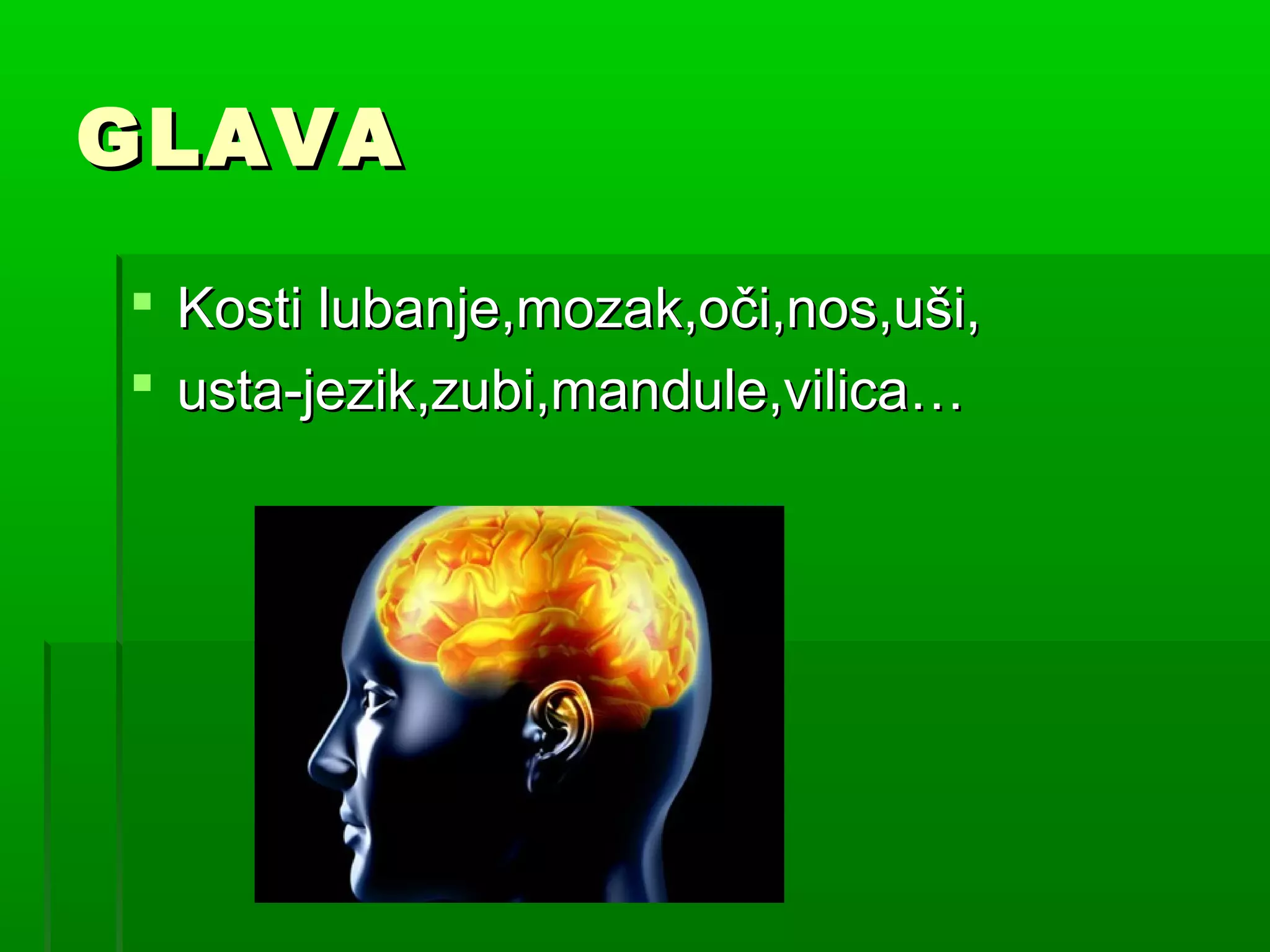 Glavni organi ljudskog tijela | PPT