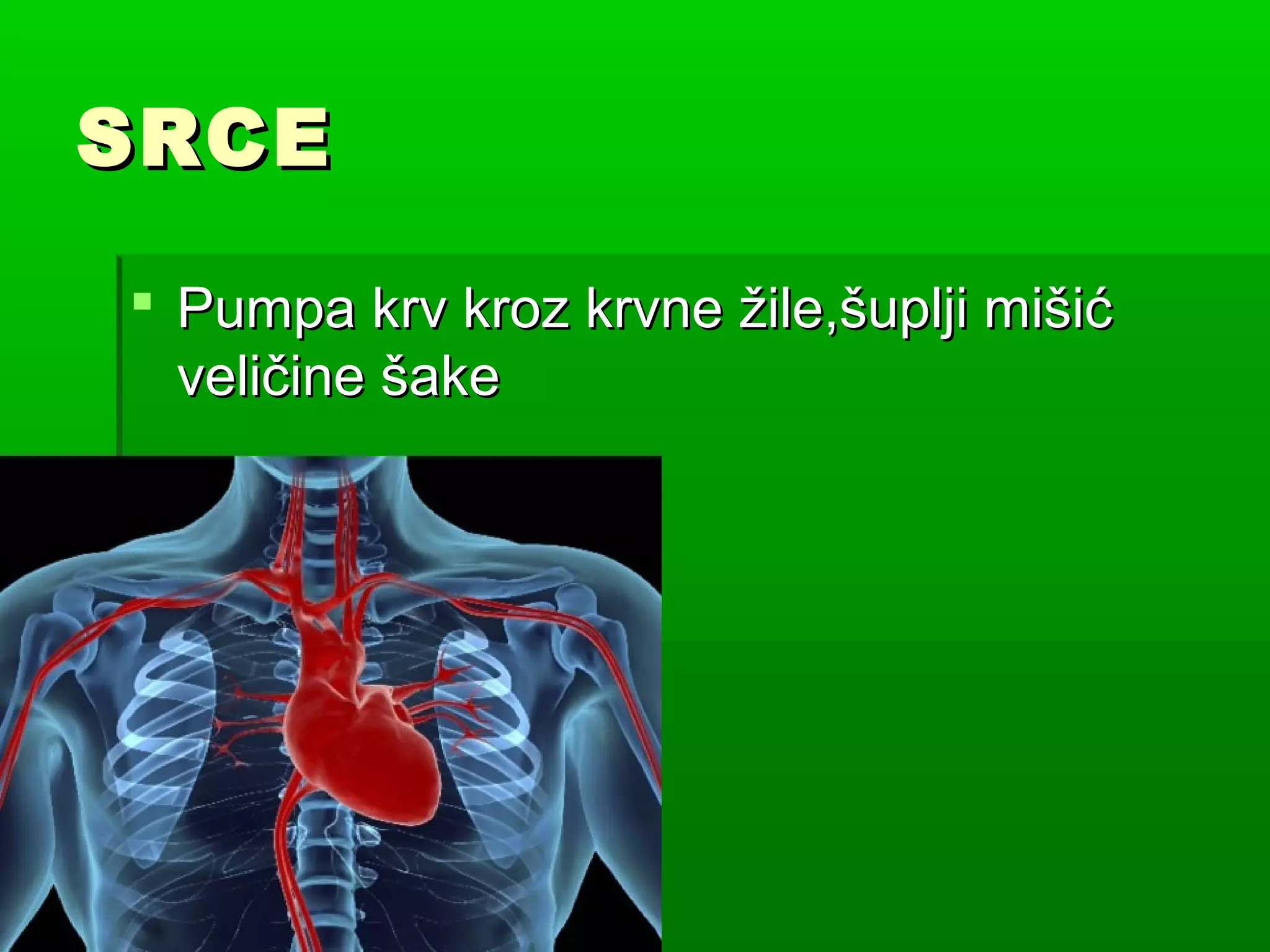 Glavni organi ljudskog tijela | PPT