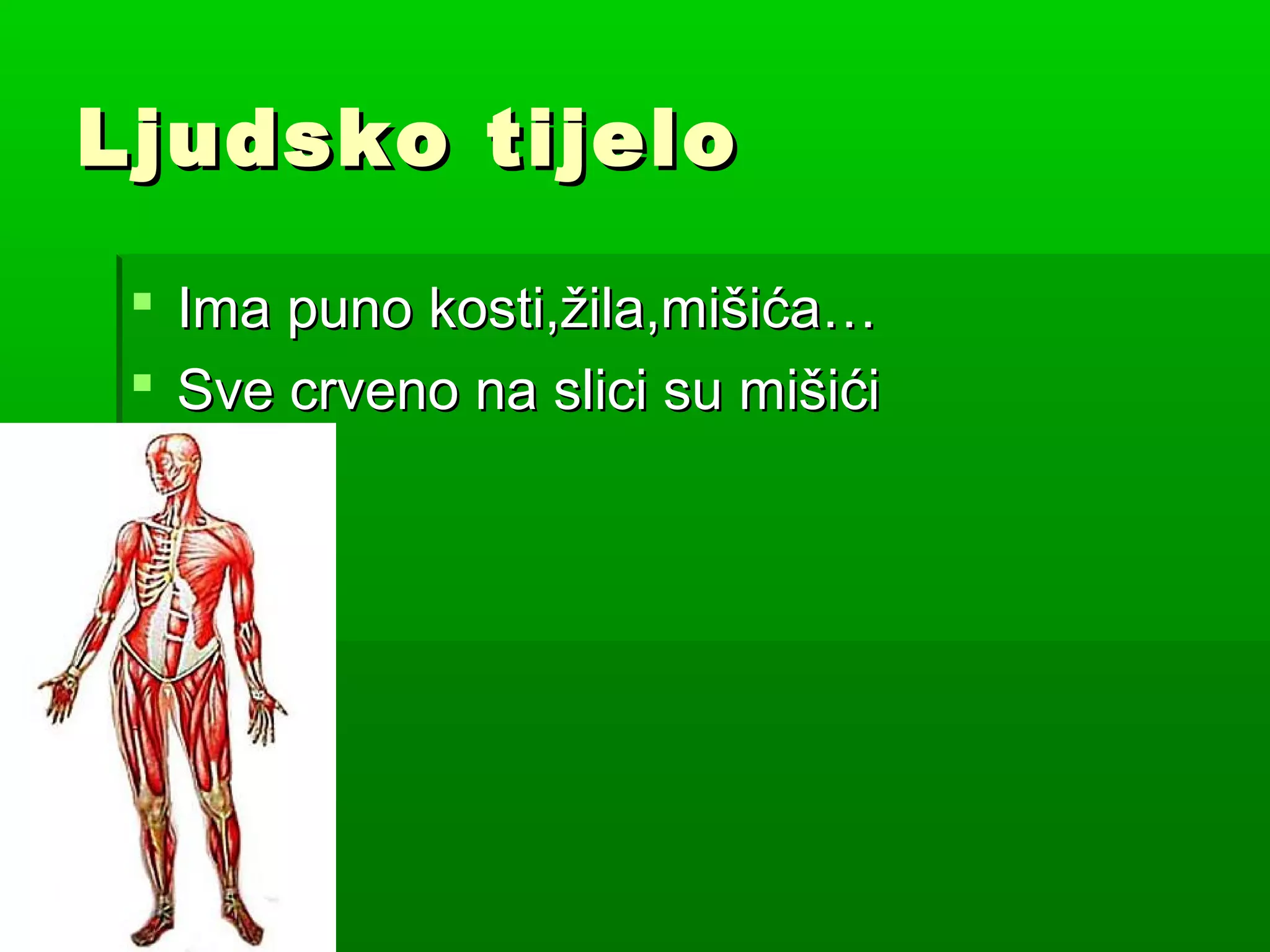 Glavni organi ljudskog tijela | PPT