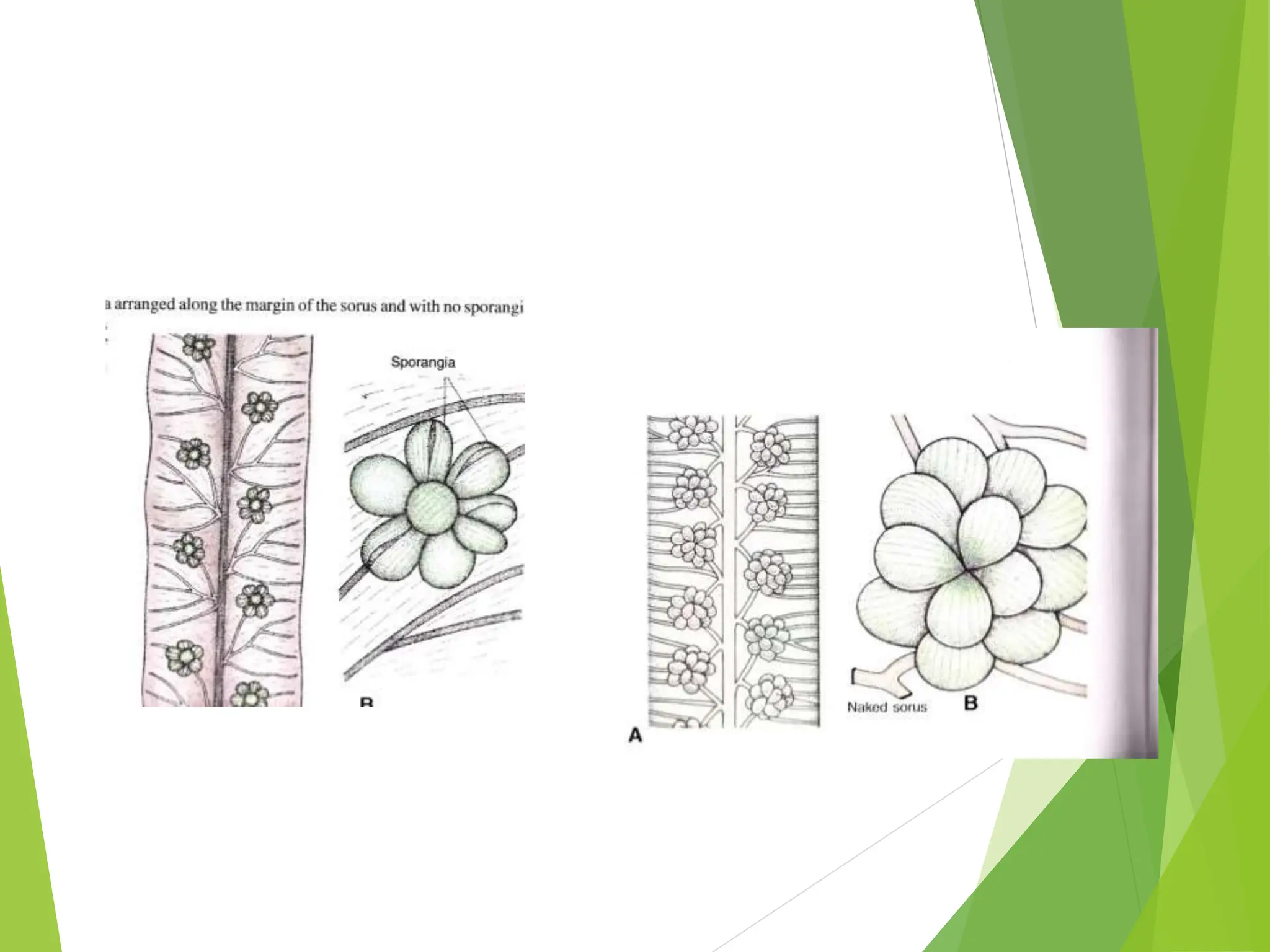 Gleichenia............................pptx