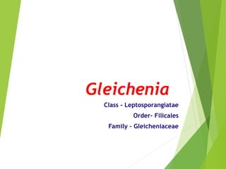 Gleichenia............................pptx