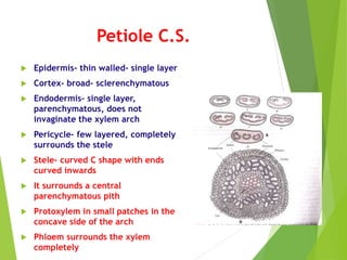 Gleichenia............................pptx