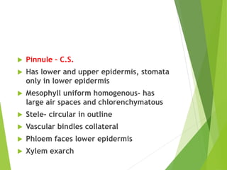 Gleichenia............................pptx