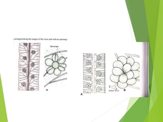 Gleichenia............................pptx