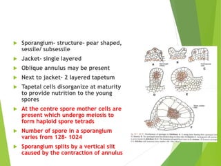 Gleichenia............................pptx