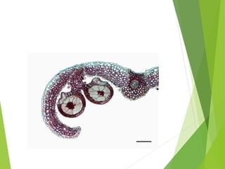 Gleichenia............................pptx