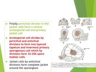 Gleichenia............................pptx