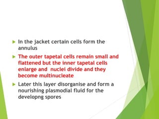 Gleichenia............................pptx