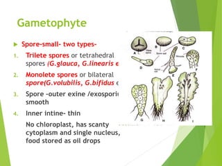 Gleichenia............................pptx