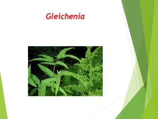 Gleichenia............................pptx