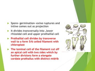 Gleichenia............................pptx | Gardening | Home & Garden