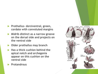 Gleichenia............................pptx