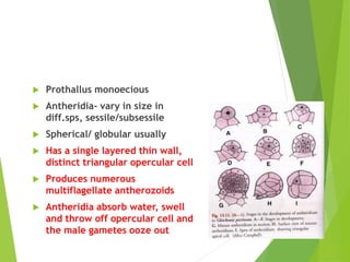 Gleichenia............................pptx